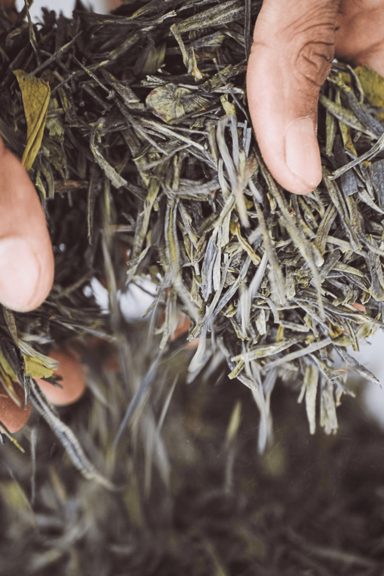 What is Kombucha? - Booch